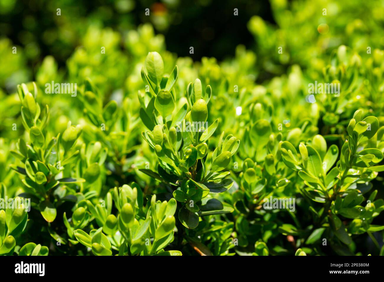 Bright glossy young green foliage on bush of boxwood Buxus sempervirens ...