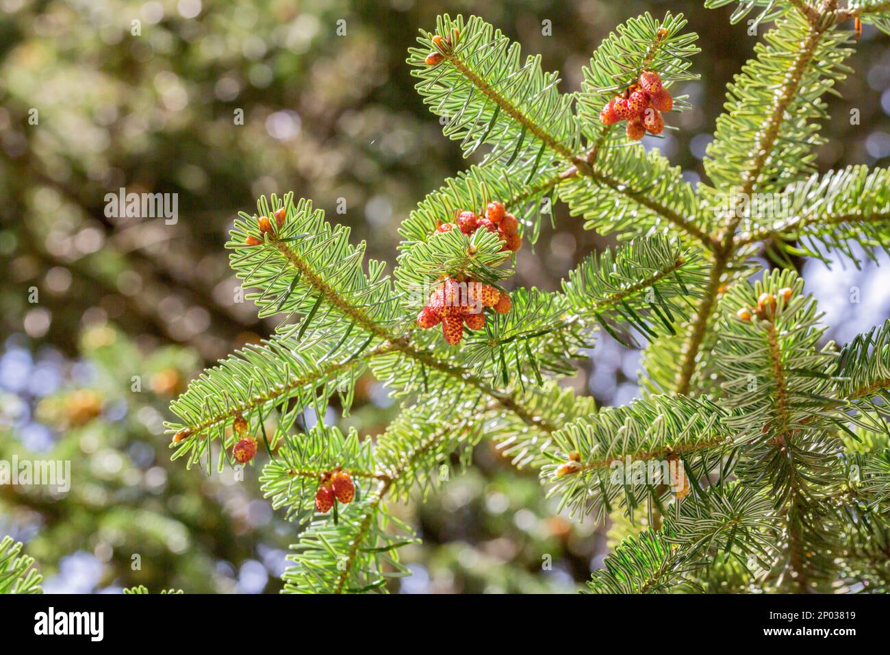 Red little cone hi-res stock photography and images - Alamy