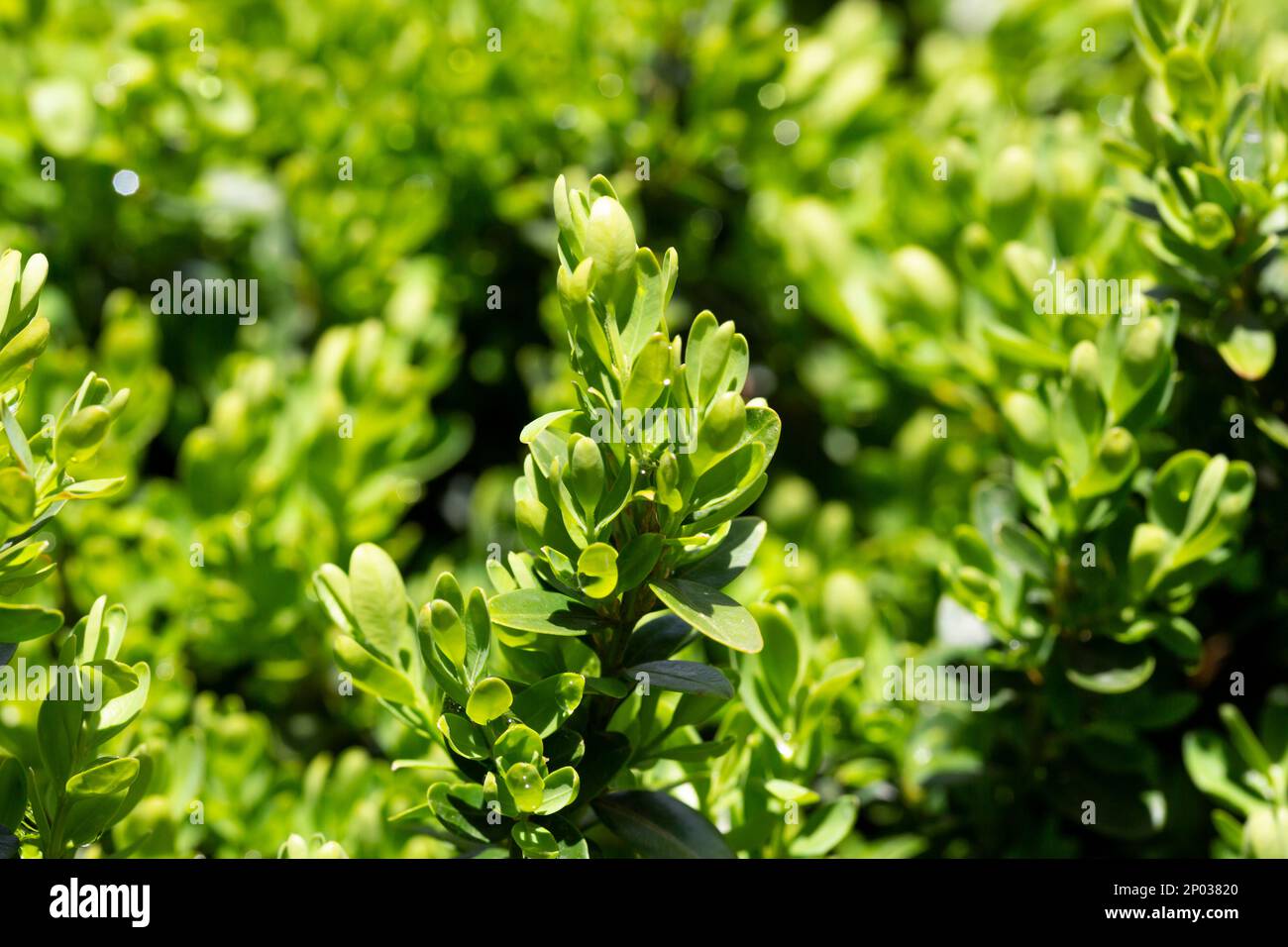 Bright glossy young green foliage on bush of boxwood Buxus sempervirens ...