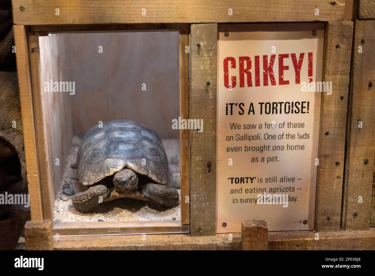 Tortoise on display hi-res stock photography and images - Alamy