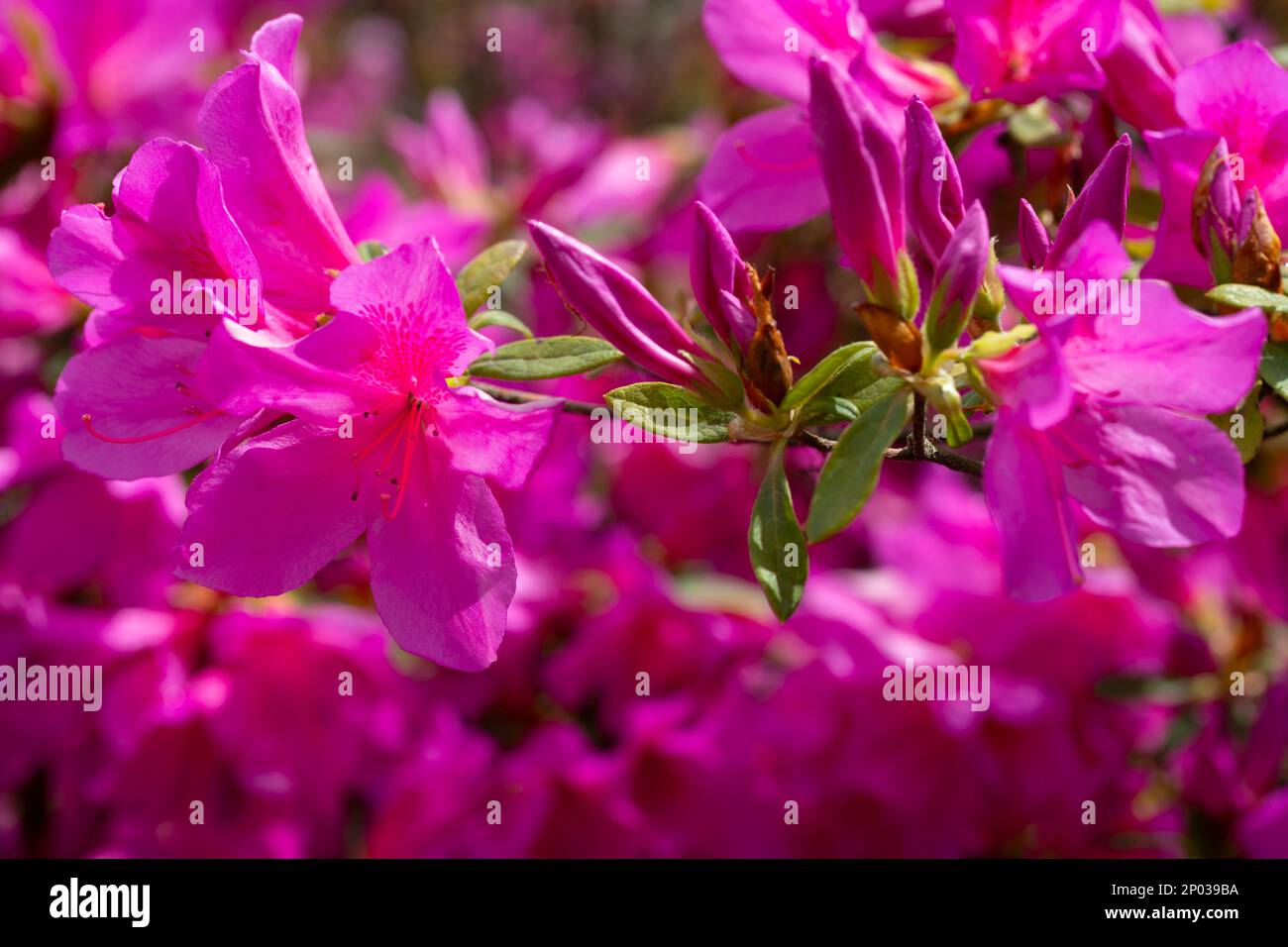 Close up on the purple flowers of azalea japonica Konigstein - japanese ...