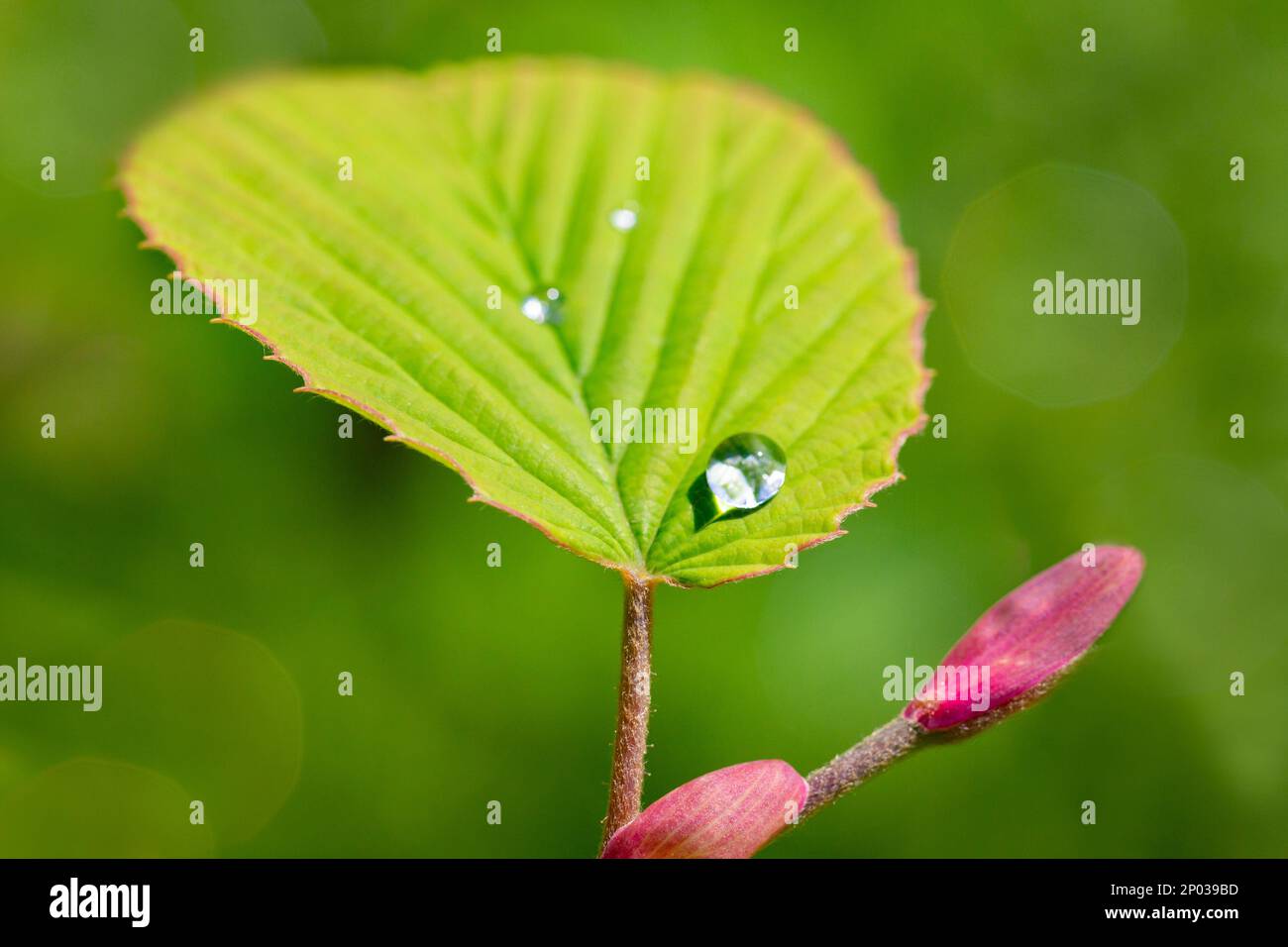 a beautiful delicate clover leaf with a beautiful texture and dew drops after rain Stock Photo ...