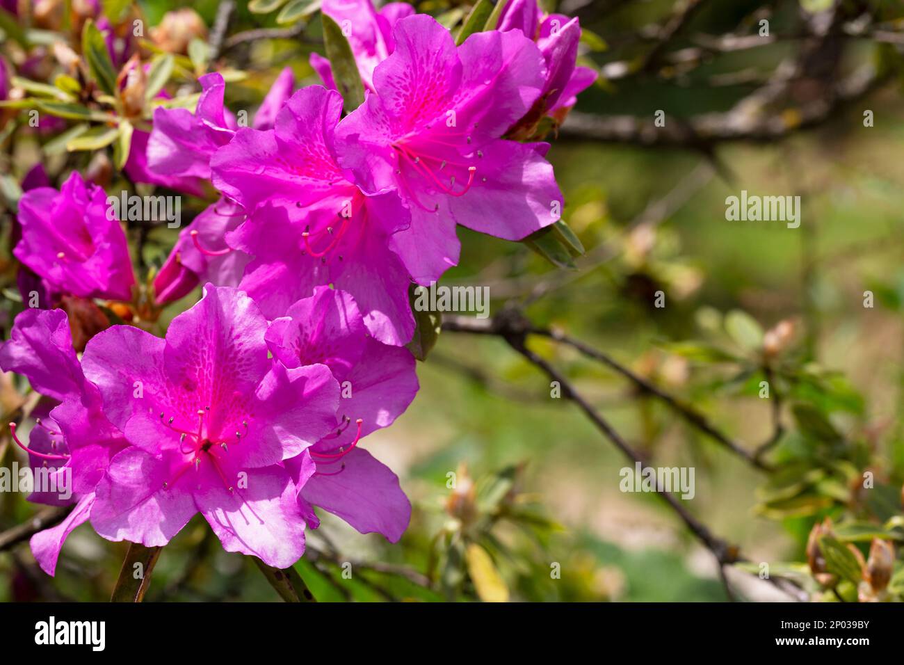 Close up on the purple flowers of azalea japonica Konigstein - japanese ...