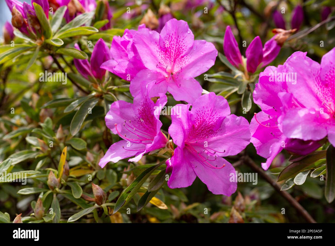 Close up on the purple flowers of azalea japonica Konigstein - japanese ...