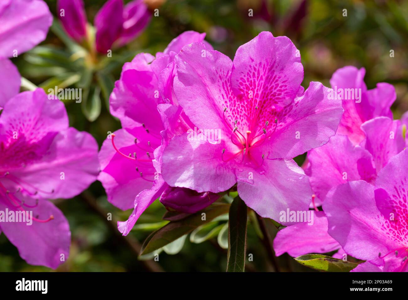 Azalea japonica tree hi-res stock photography and images - Alamy