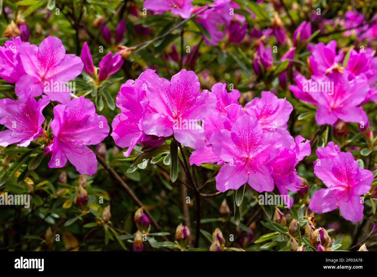 Close up on the purple flowers of azalea japonica Konigstein - japanese ...