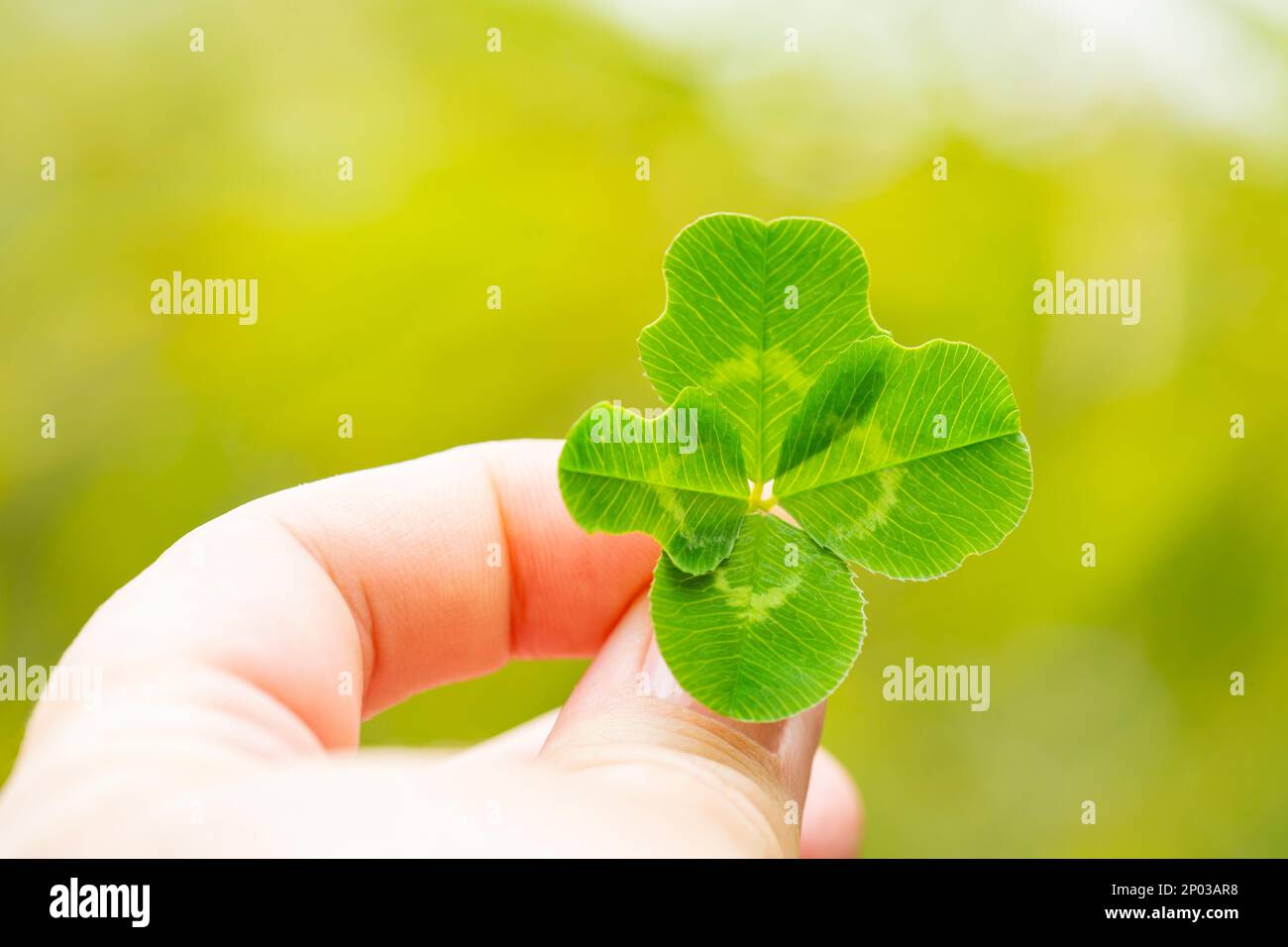 Four-leaf clover in a woman's hand, close-up, selective focus. The ...