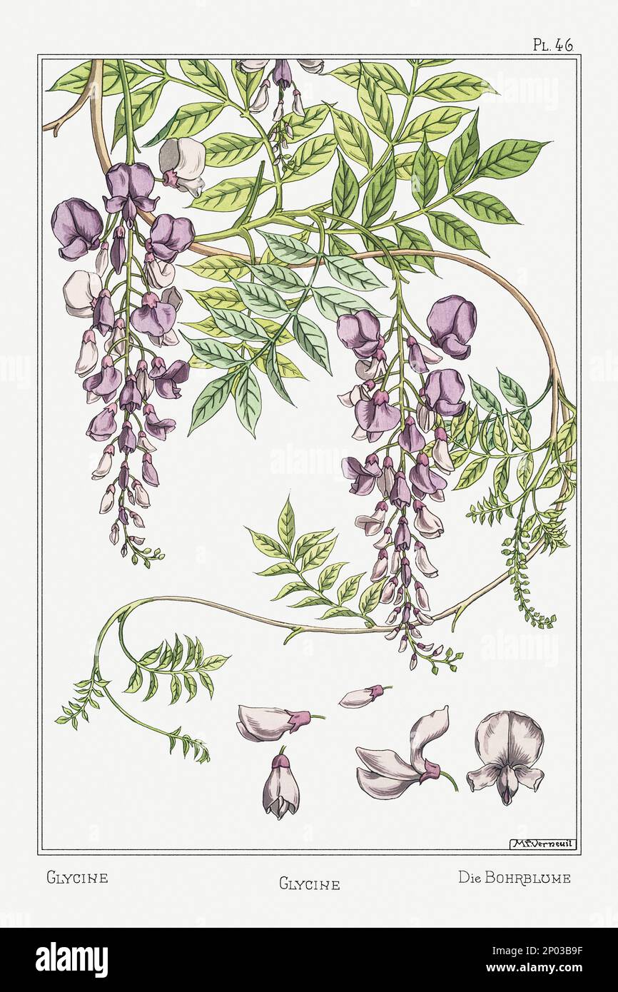 Wisteria. Botanical art illustrated by Maurice Pillard Verneuil (1896 ...