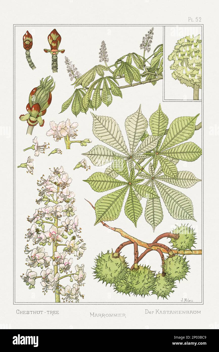 Chestnut tree. Botanical art illustrated by Maurice Pillard Verneuil ...