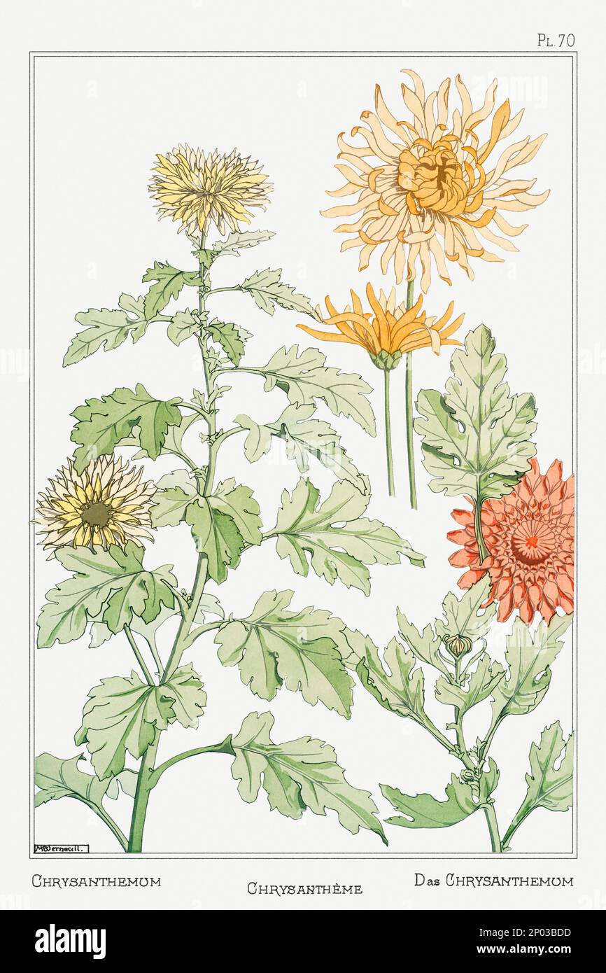 Chrysanthemums. Botanical art illustrated by Maurice Pillard Verneuil ...
