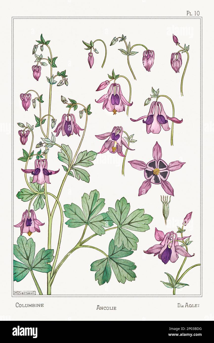 Columbine. Botanical art illustrated by Maurice Pillard Verneuil (1896 ...