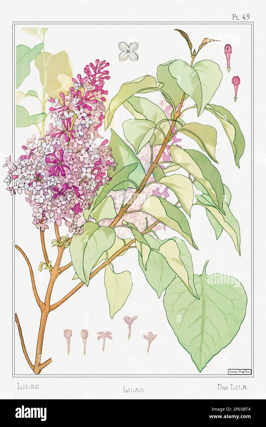 Lilac. Botanical art illustrated by Maurice Pillard Verneuil (1896 ...