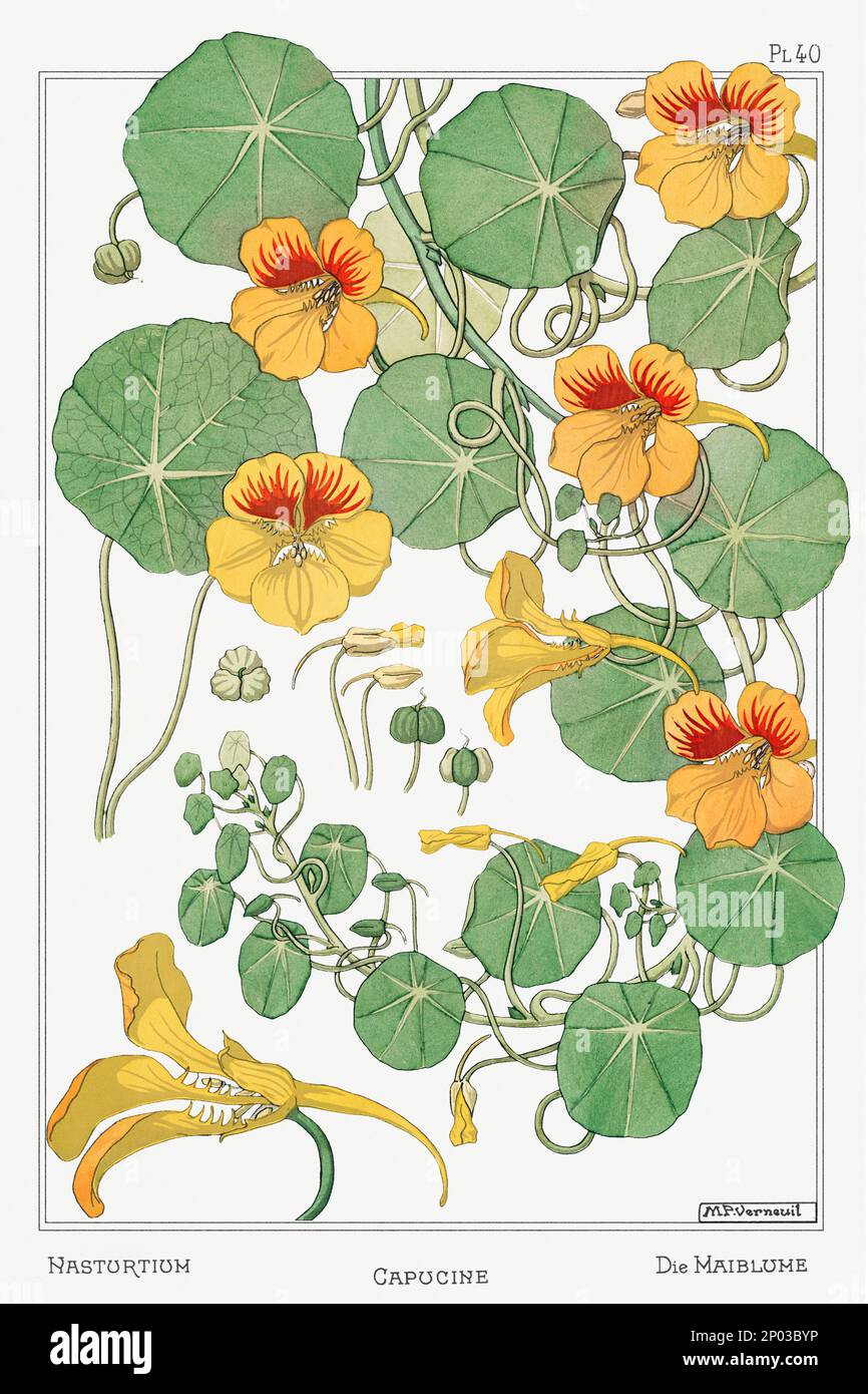Nasturtium. Botanical art illustrated by Maurice Pillard Verneuil (1896 ...