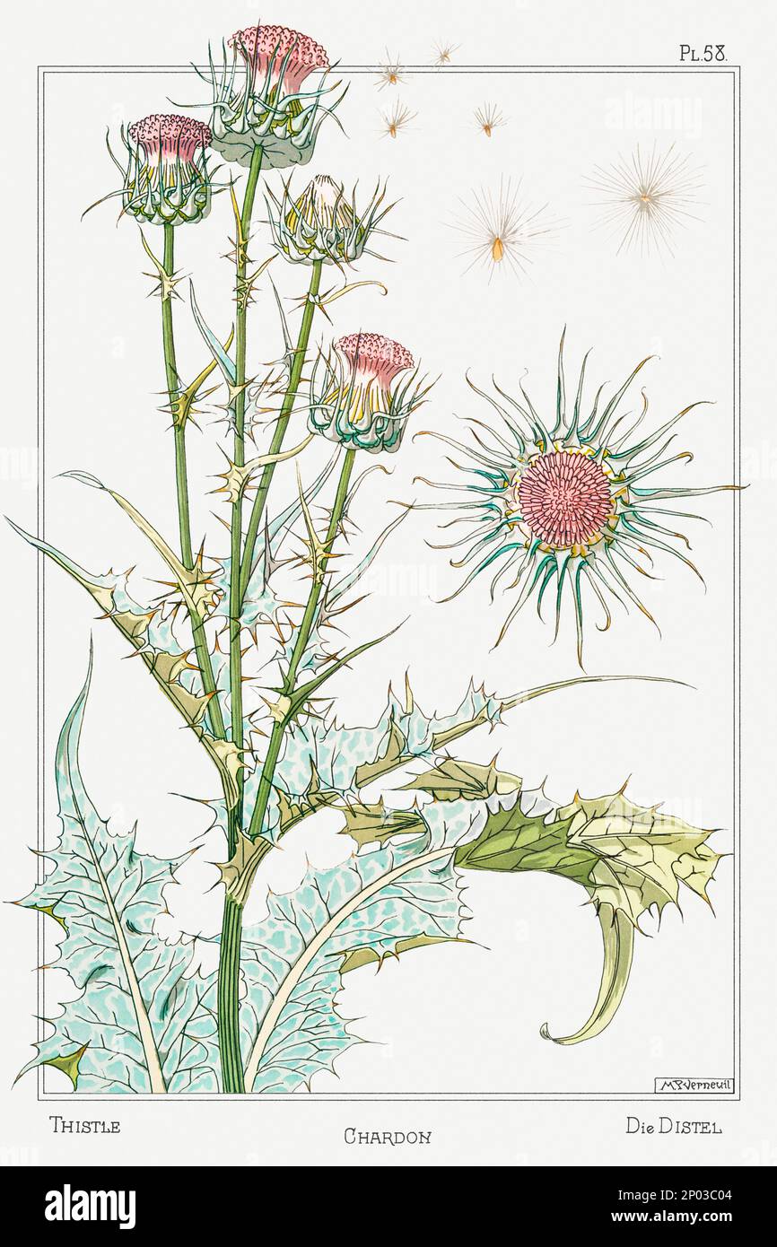 Thistle. Botanical art illustrated by Maurice Pillard Verneuil (1896 ...