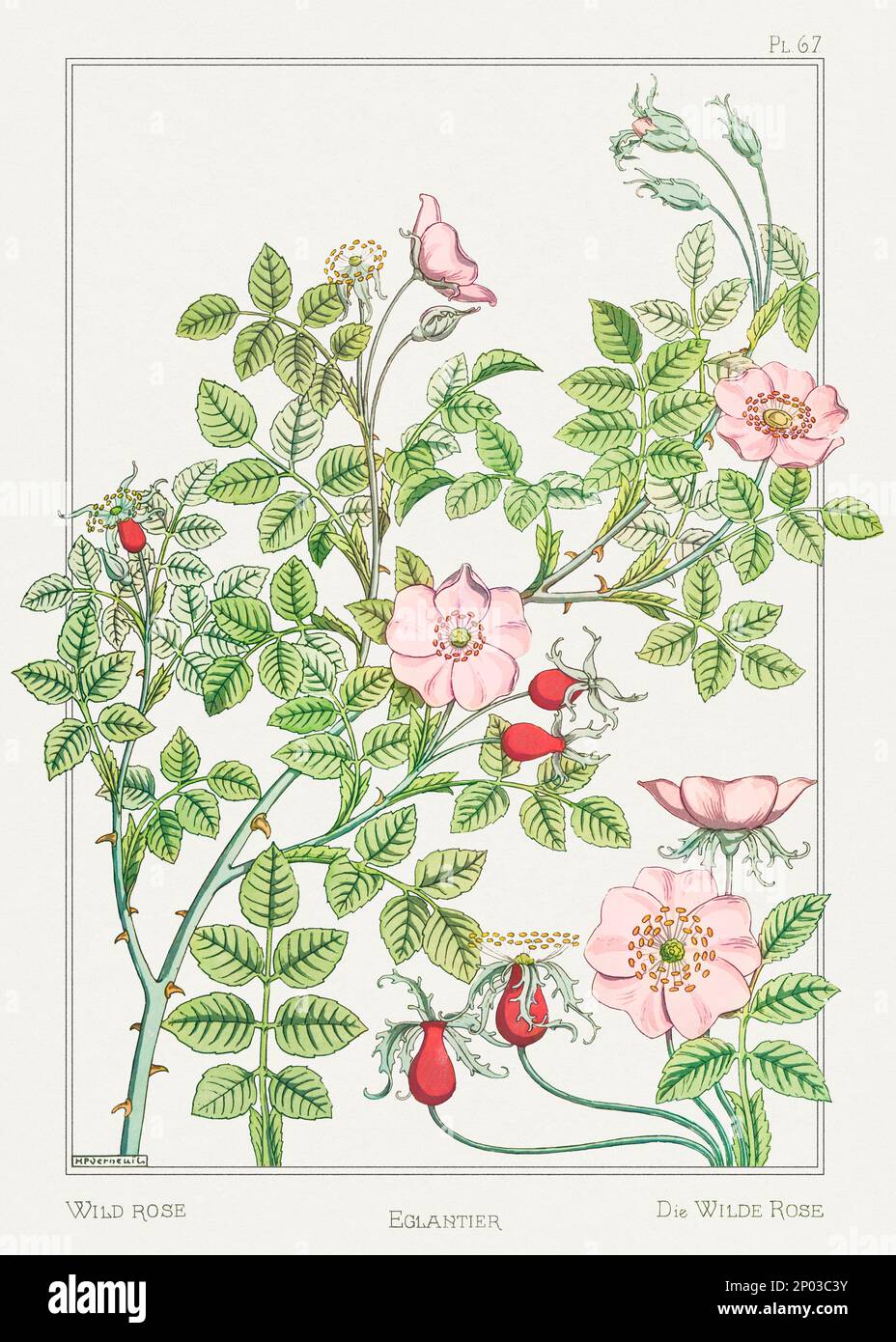 Wild Rose. Botanical art illustrated by Maurice Pillard Verneuil (1896 ...