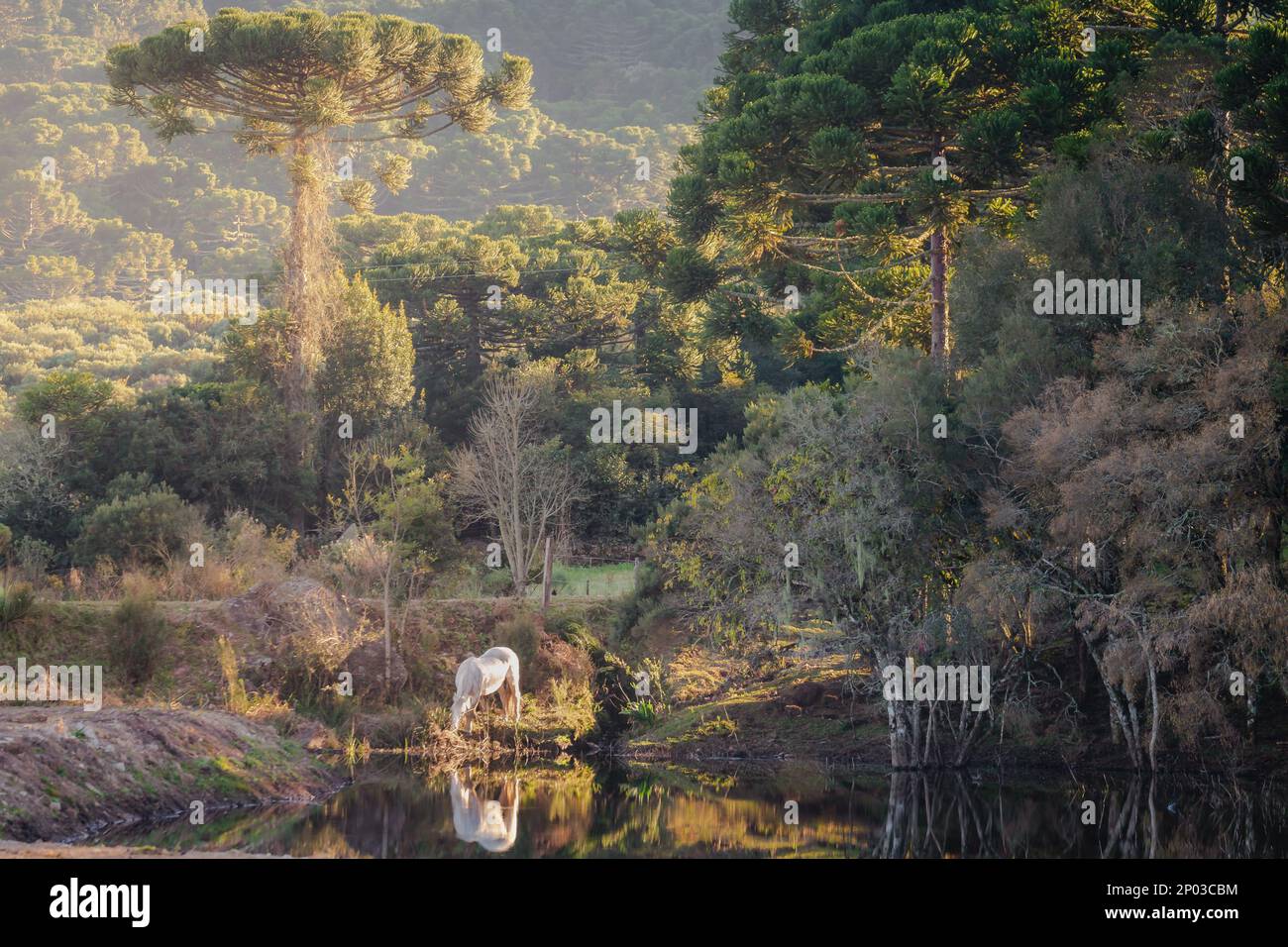 Lonely White horse in fairy tale landscape at sunrise near Gramado ...