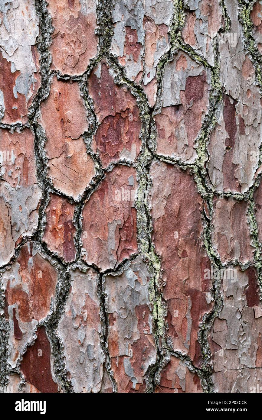 Eastern europe forest hi-res stock photography and images - Alamy