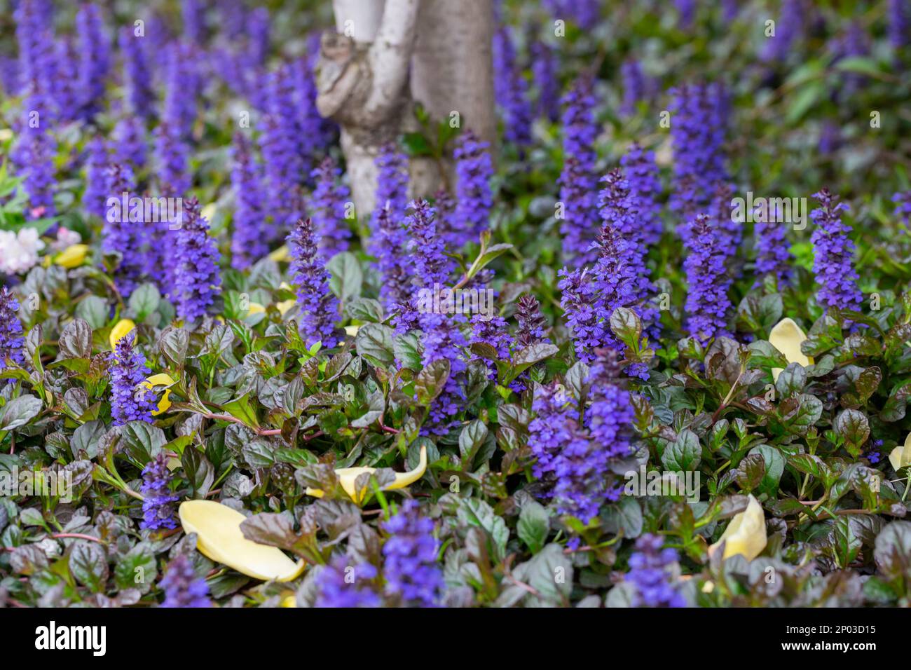 Ajuga reptans. Spring flowers of ajuga reptans. Blooming plants. Wild ...