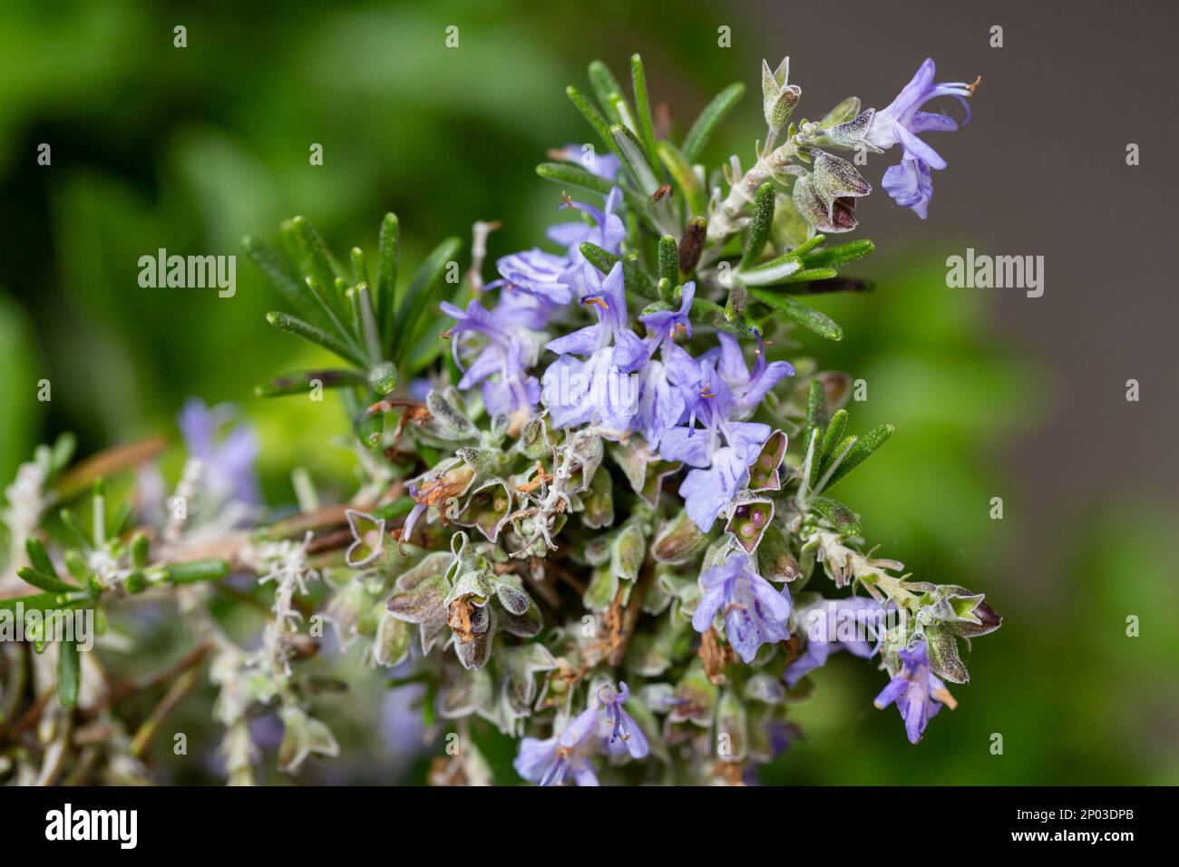 Honey bee on a blooming rosemary bush, Rosmarinus officinalis, blue ...