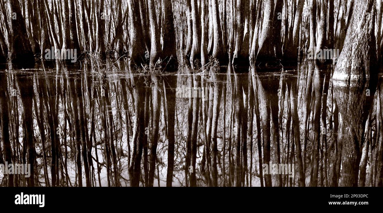 Swamp cypress grove hi-res stock photography and images - Alamy