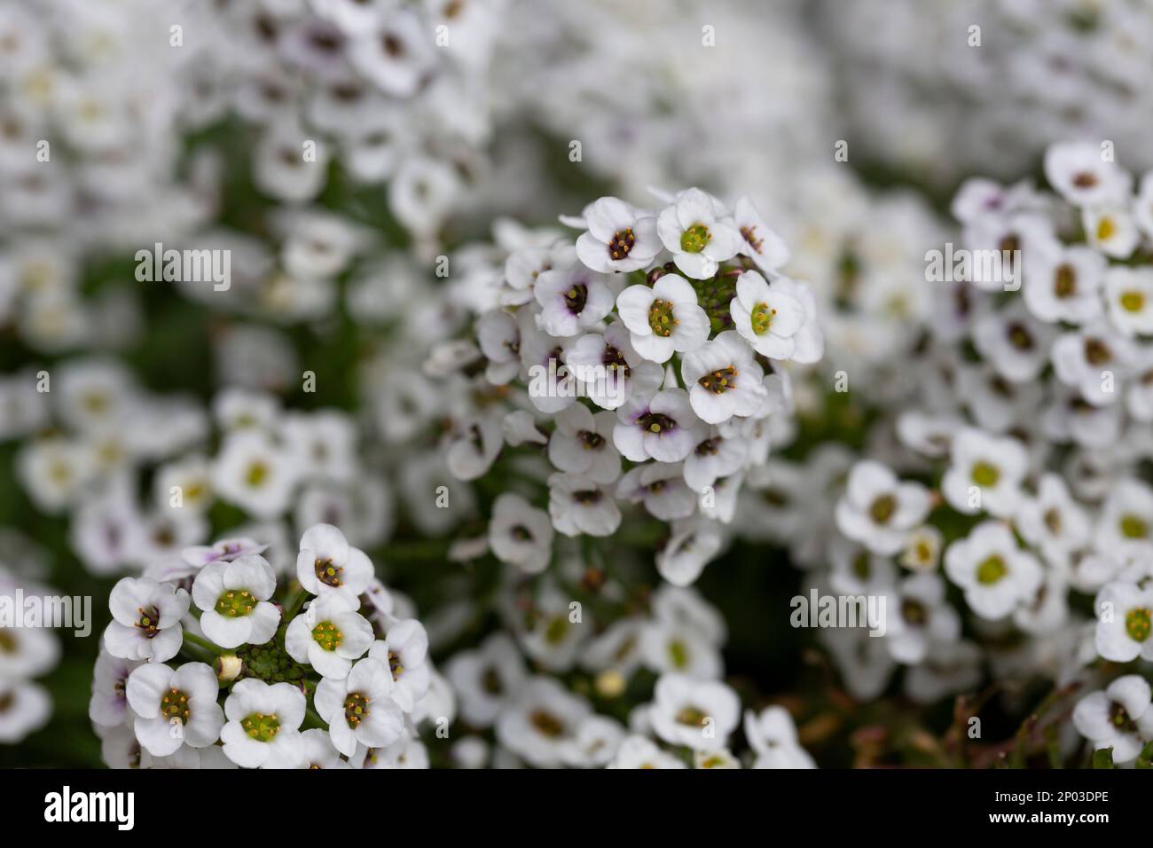 Close up of Lobularia maritima flowers syn. Alyssum maritimum, common ...