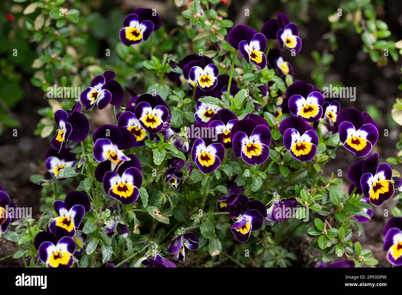 One Pansy Viola Wittrockiana Flower, type Matrix White Purple Wing ...