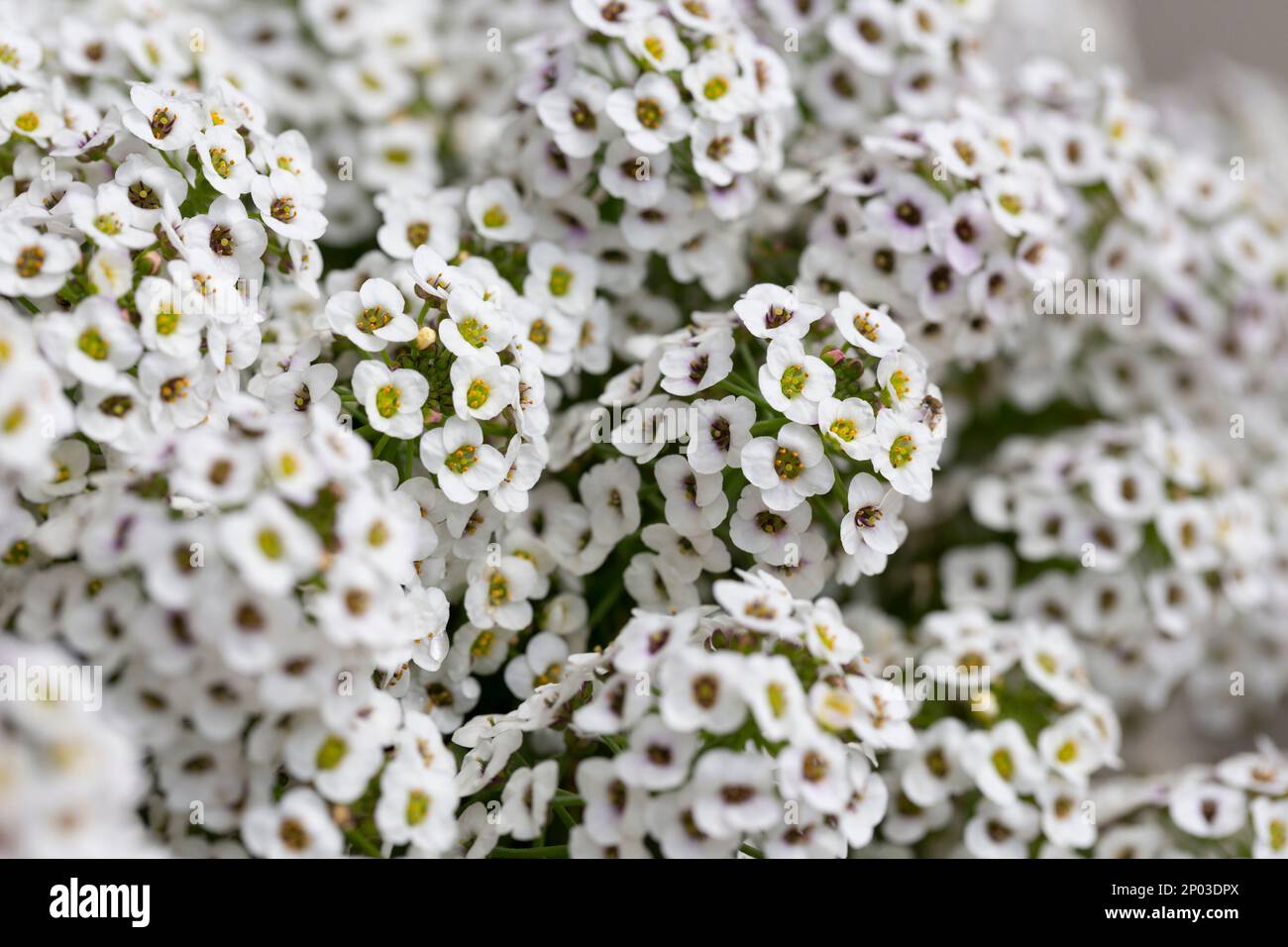Close up of Lobularia maritima flowers syn. Alyssum maritimum, common ...