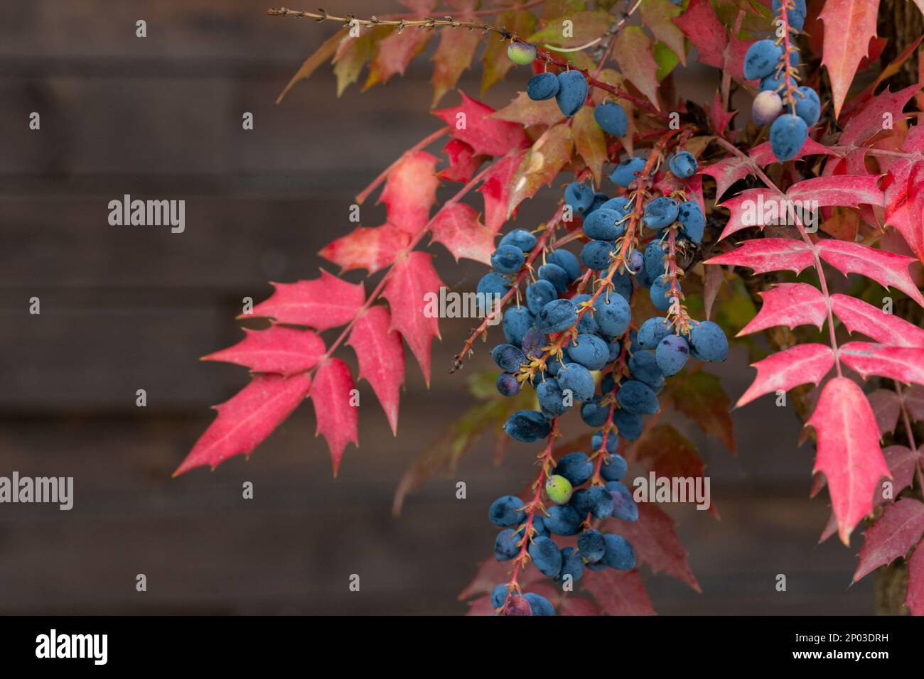 Mahonia aquifolium Oregon-grape or Oregon grape , blue fruits and green ...