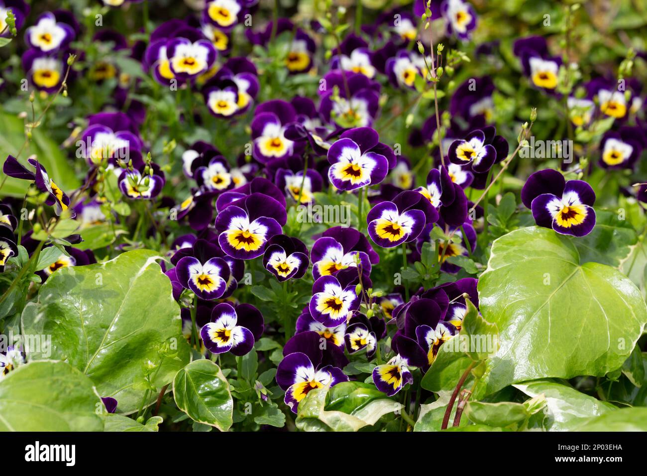 Pansy matrix hi-res stock photography and images - Alamy