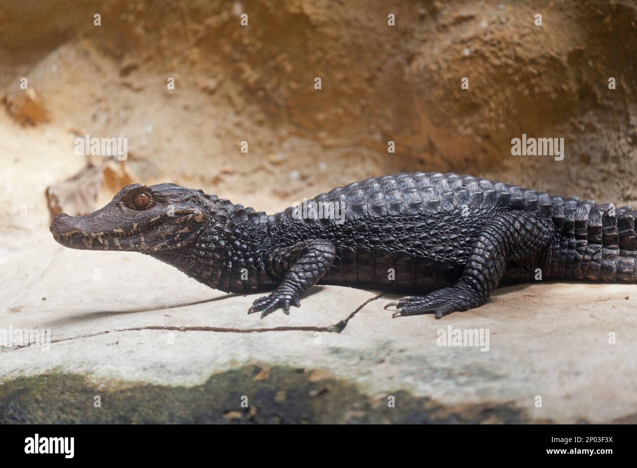 Black caiman rock hi-res stock photography and images - Alamy