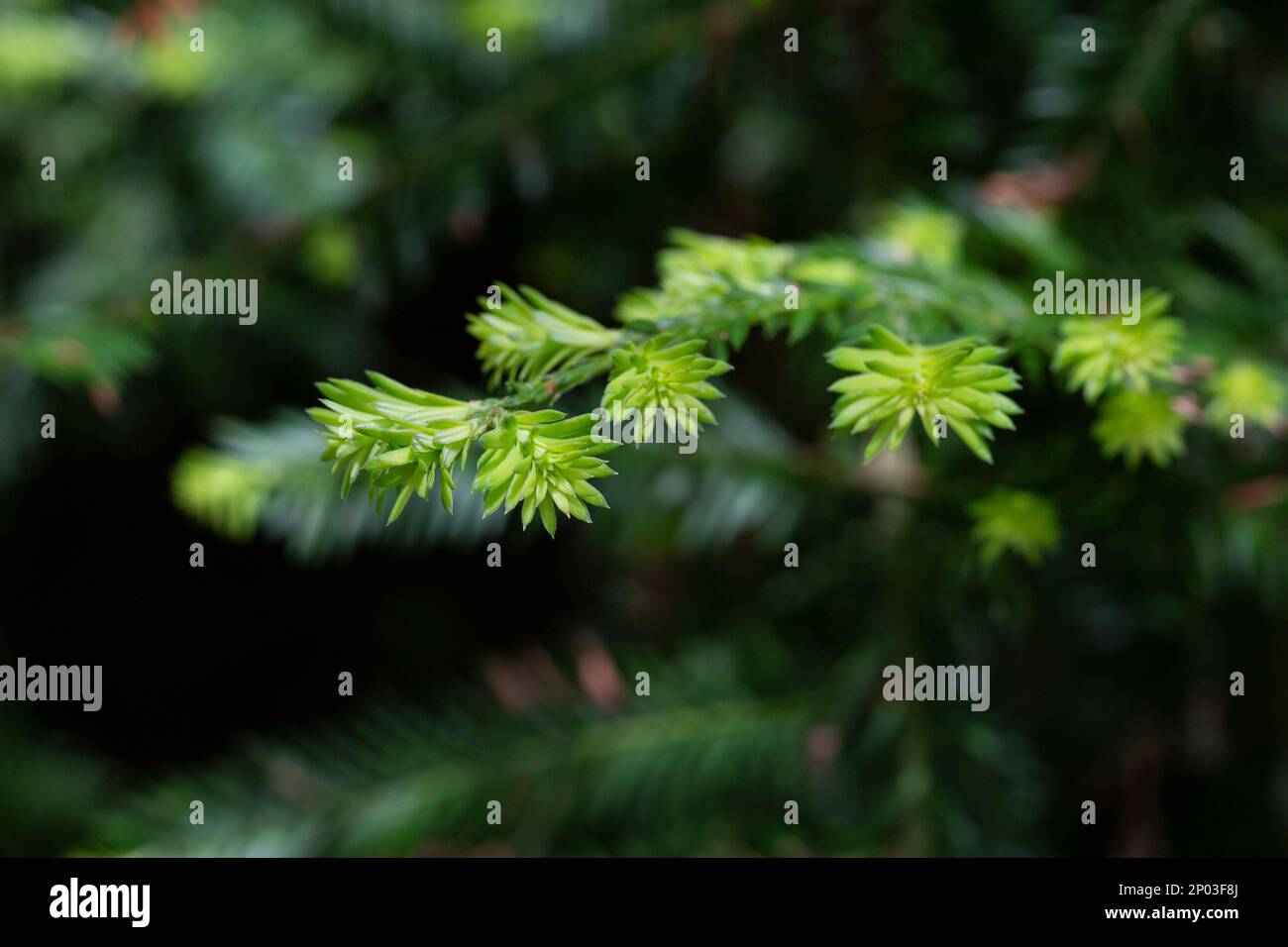 Sequoia sempervirens glauca hi-res stock photography and images - Alamy