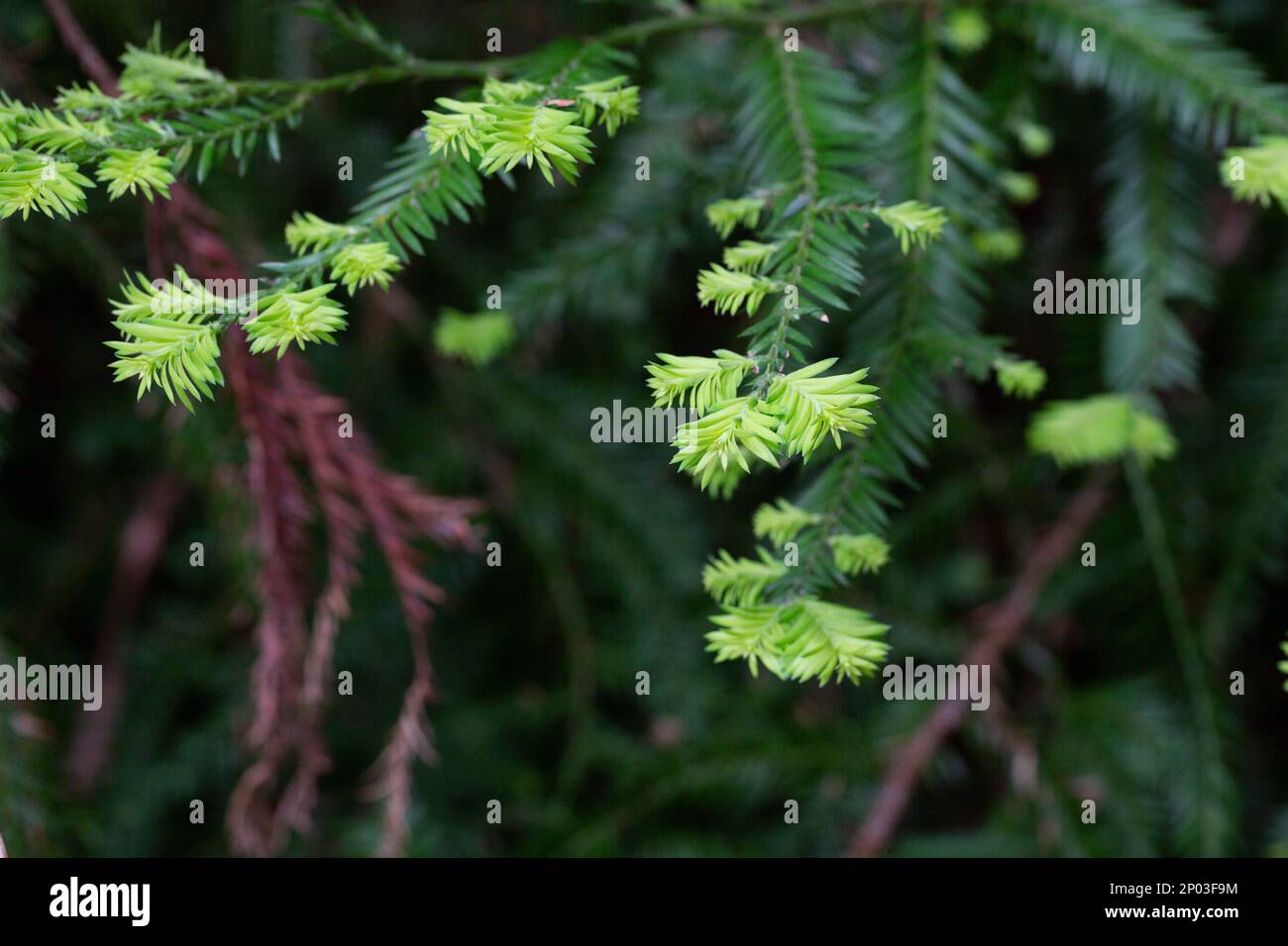 Sequoia sempervirens glauca hi-res stock photography and images - Alamy