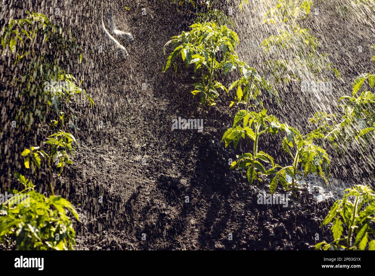 Gardener watering plant tomato seedlings bush. Growing tomato sprout ...