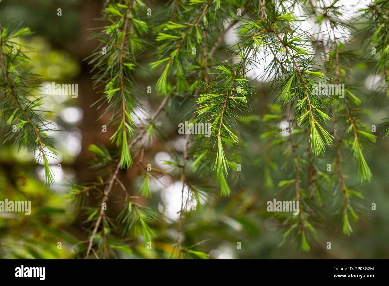 Young bright green needles of Himalayan cedar Cedrus Deodara, Deodar ...
