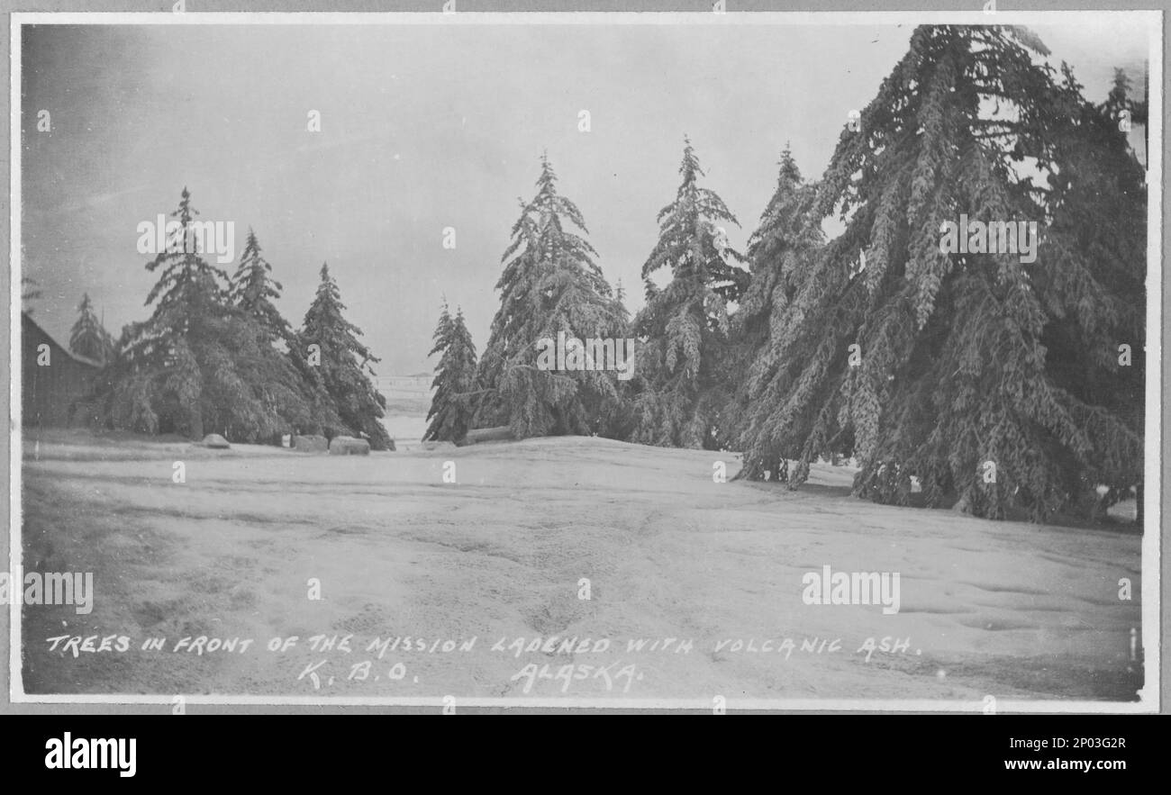 Trees in front of mission, ladened with volcanic ash , Trees in front ...