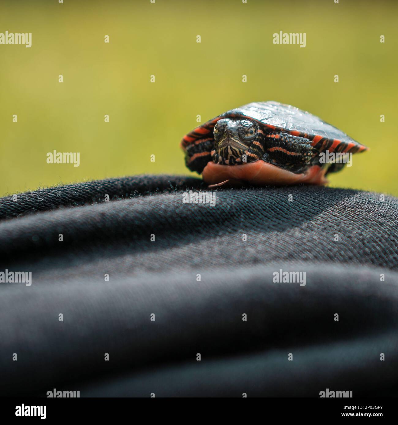 Baby painted turtle chrysemys picta hi-res stock photography and images ...