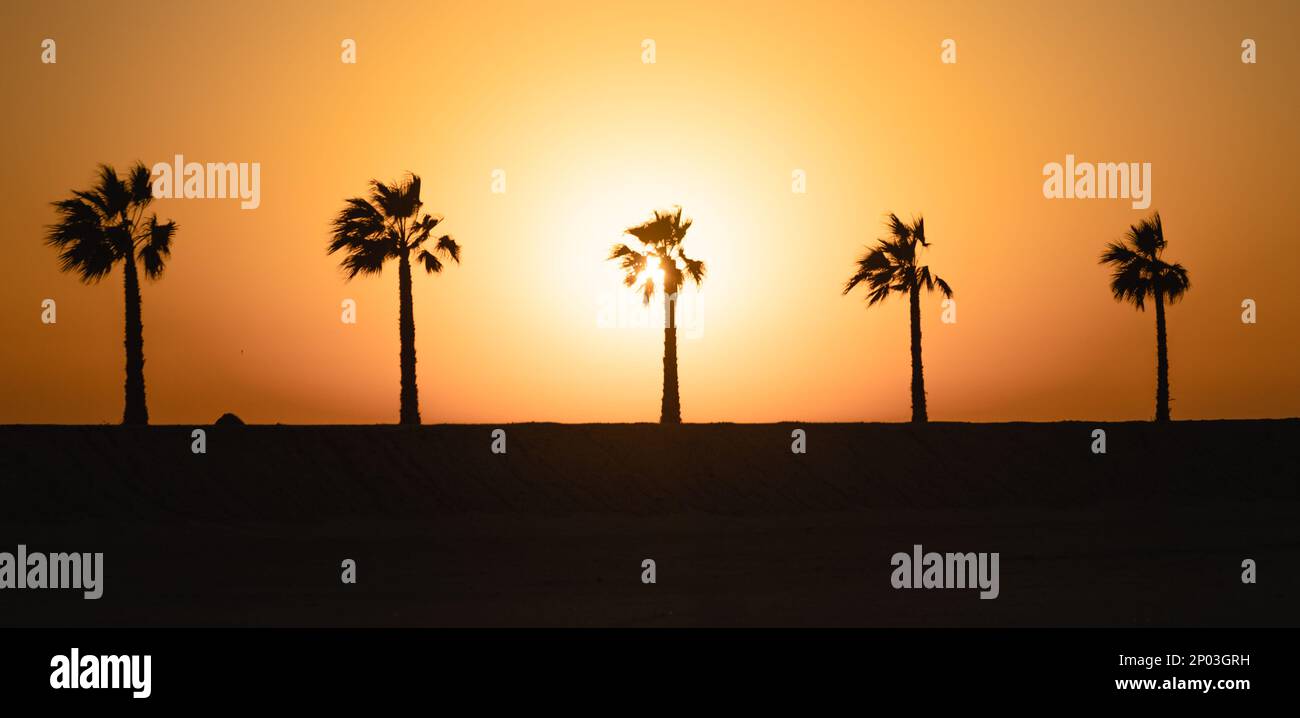 Landscape Silhouette Panorama of Palm Trees at Sunset in Dubai UAE ...