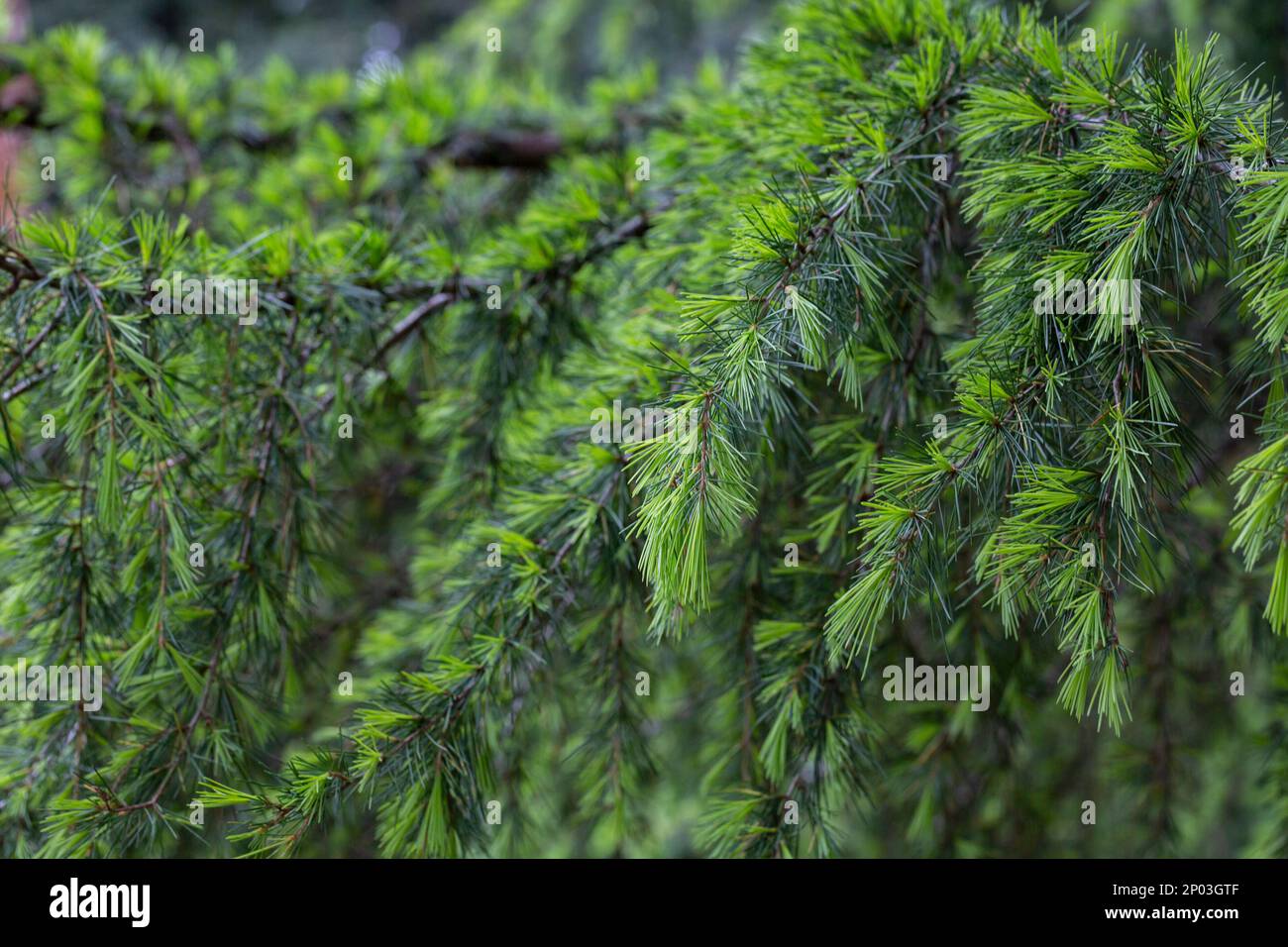 Young bright green needles of Himalayan cedar Cedrus Deodara, Deodar ...