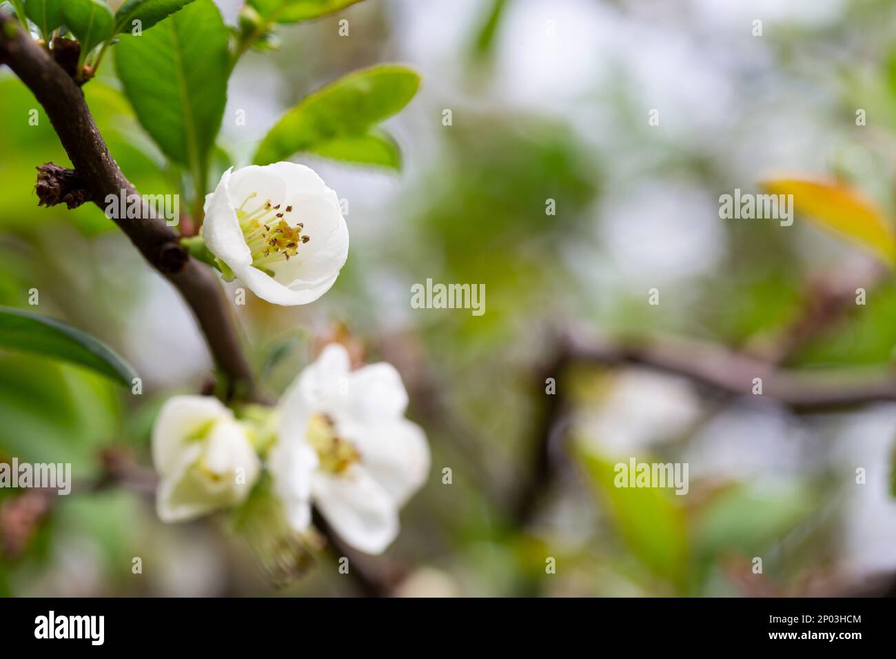Japanese quince blossoms flowering quince shrub flower hi-res stock ...