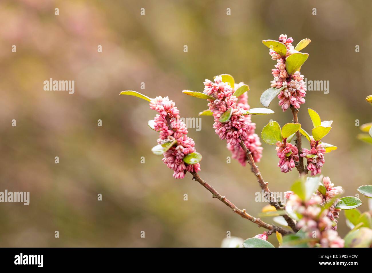 A Macro shot of perfume princess Daphne flowers in bloom Stock Photo ...