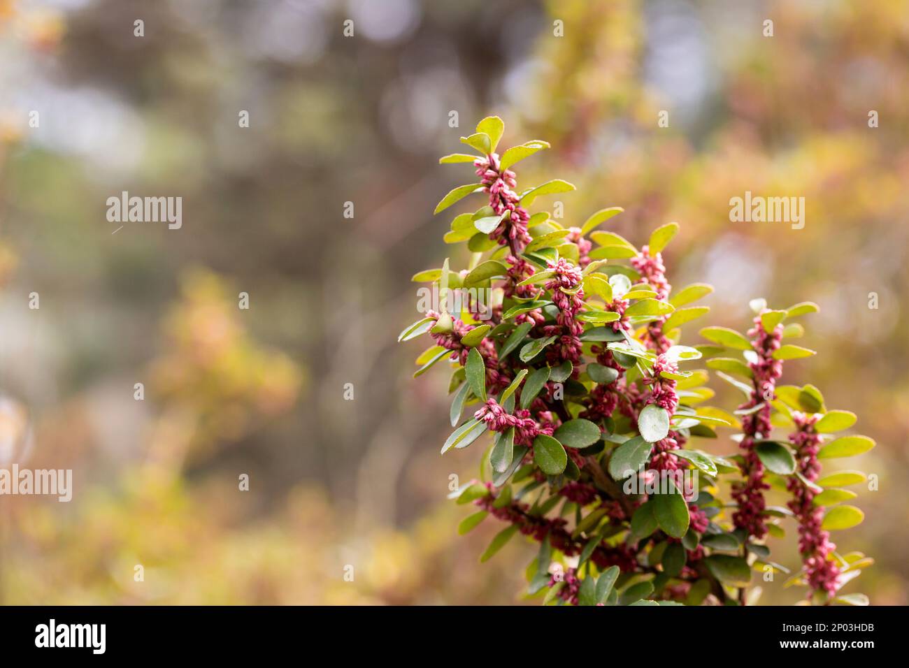 A Macro shot of perfume princess Daphne flowers in bloom Stock Photo ...