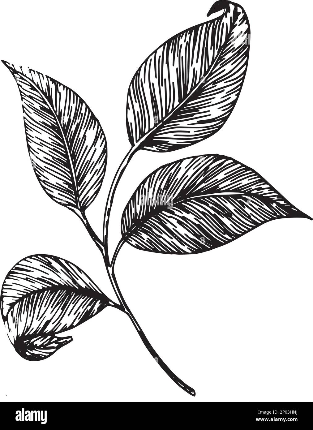 Hand drawn set of different leaves isolated on white background ...