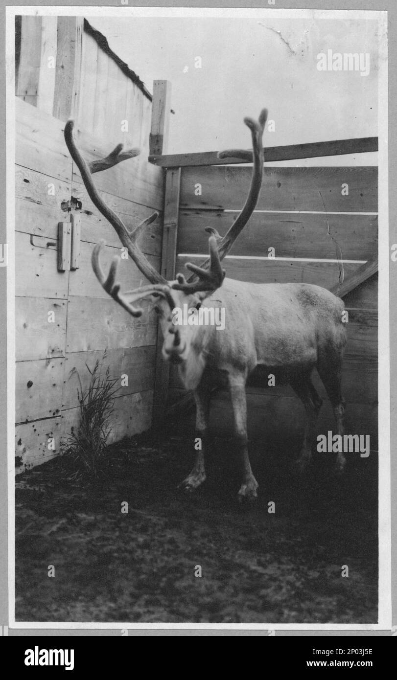 Reindeer waiting to be slaughtered. Frank and Frances Carpenter ...