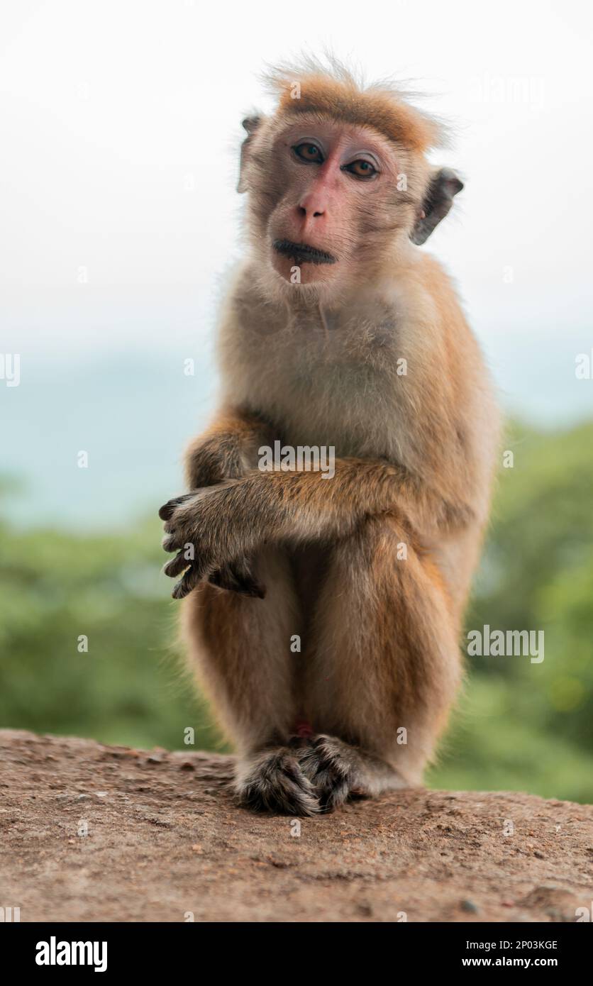 Toque Macaque, Monkey, posing on stone with Sri Lanka Landscape Stock ...
