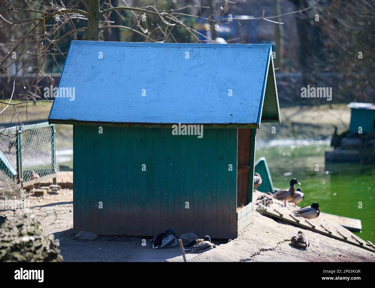 Wooden duck and goose house on the lake, spring day Stock Photo - Alamy