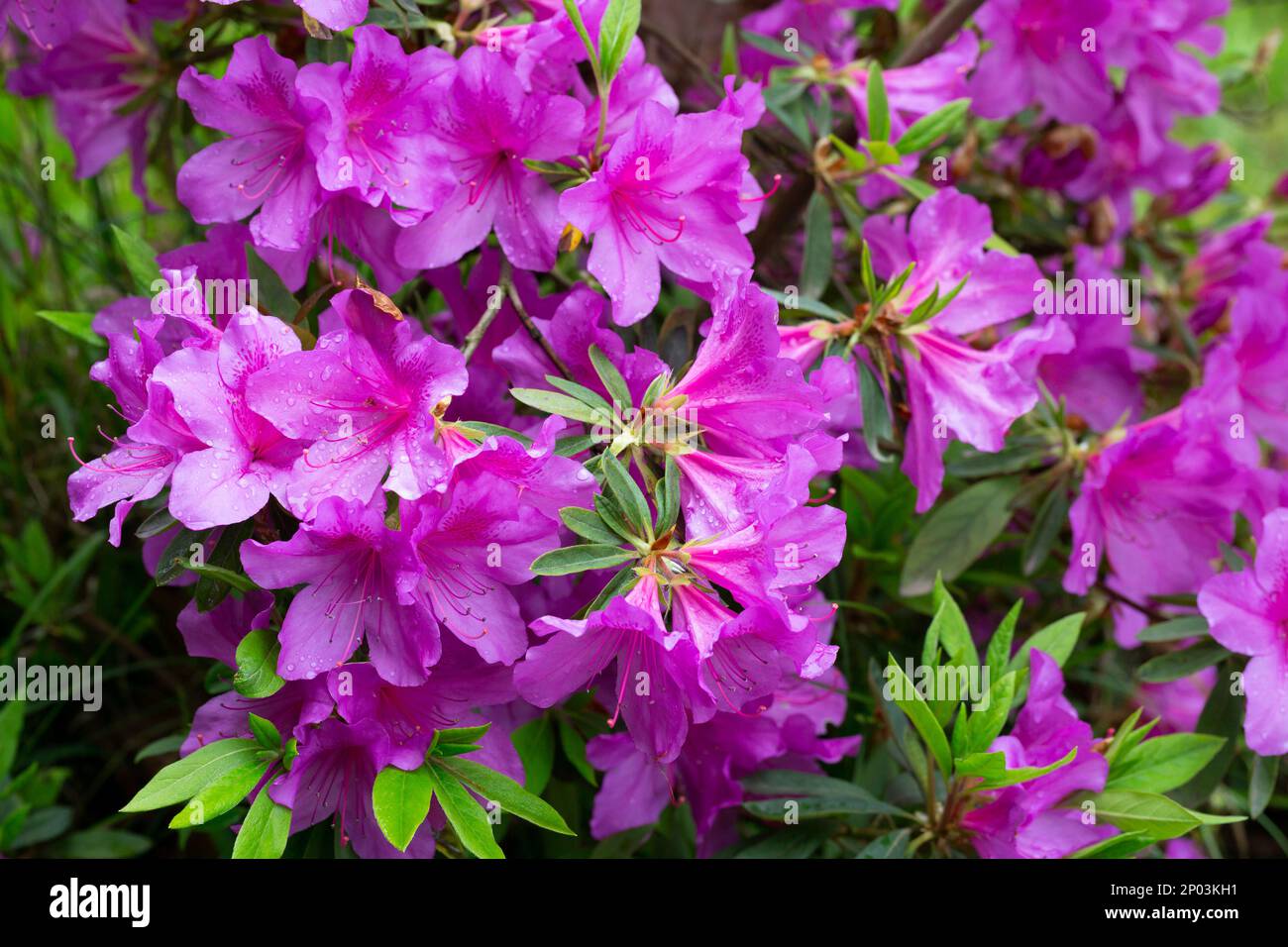 Close up on the purple flowers of azalea japonica Konigstein - japanese ...