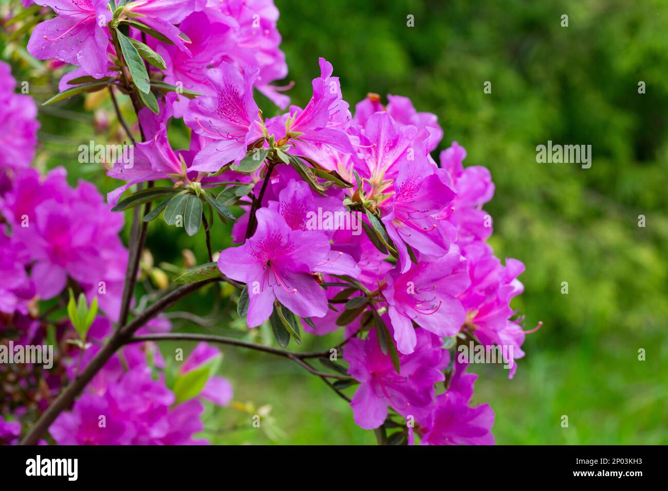 Close up on the purple flowers of azalea japonica Konigstein - japanese ...