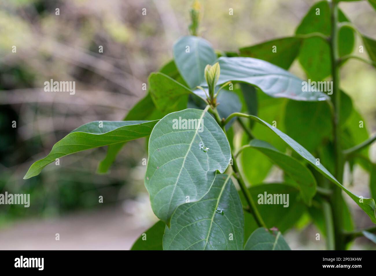 Closeup the soft leaves of an avocado tree in spring Stock Photo - Alamy