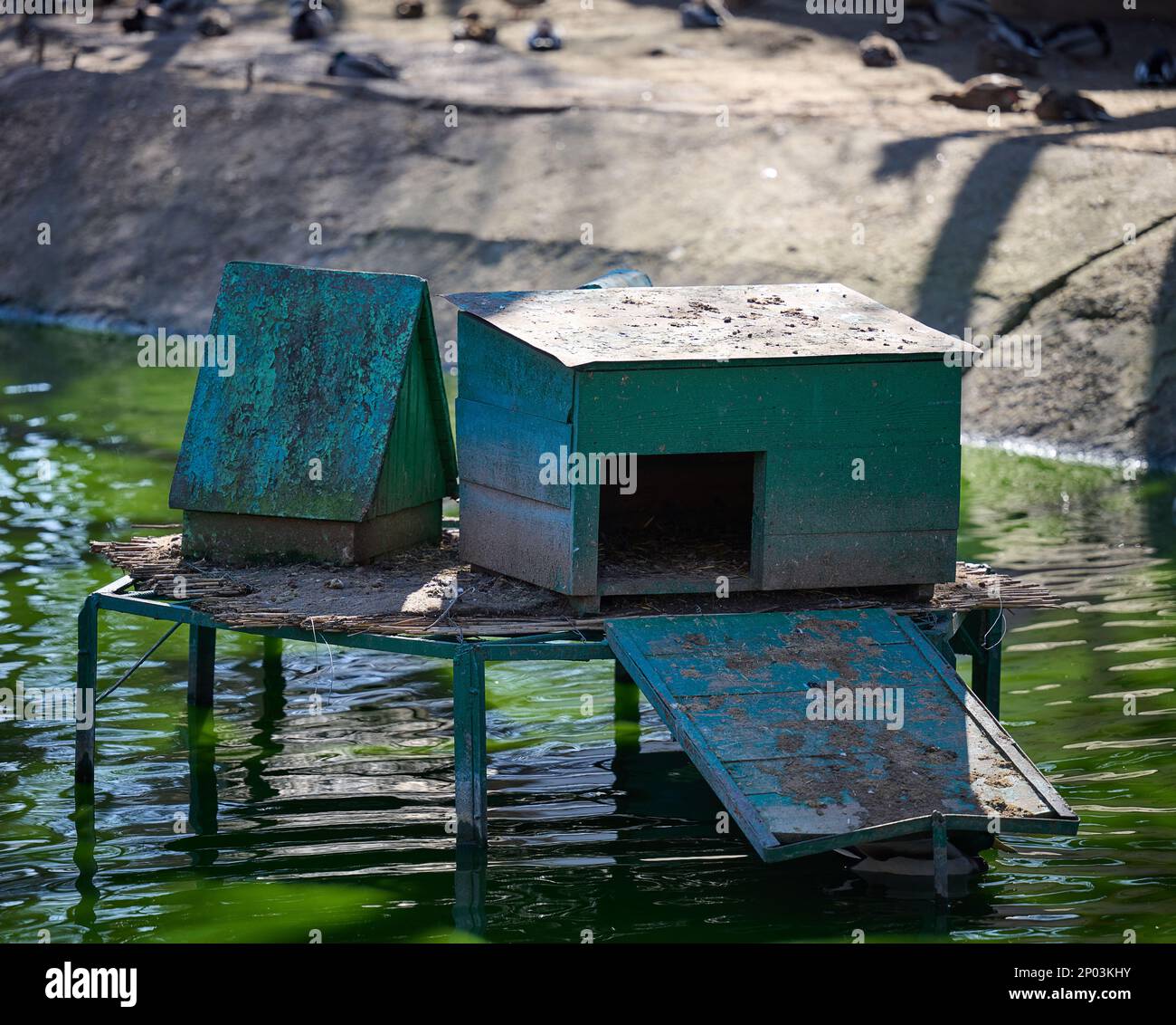 Wooden duck and goose house on the lake, spring day Stock Photo - Alamy