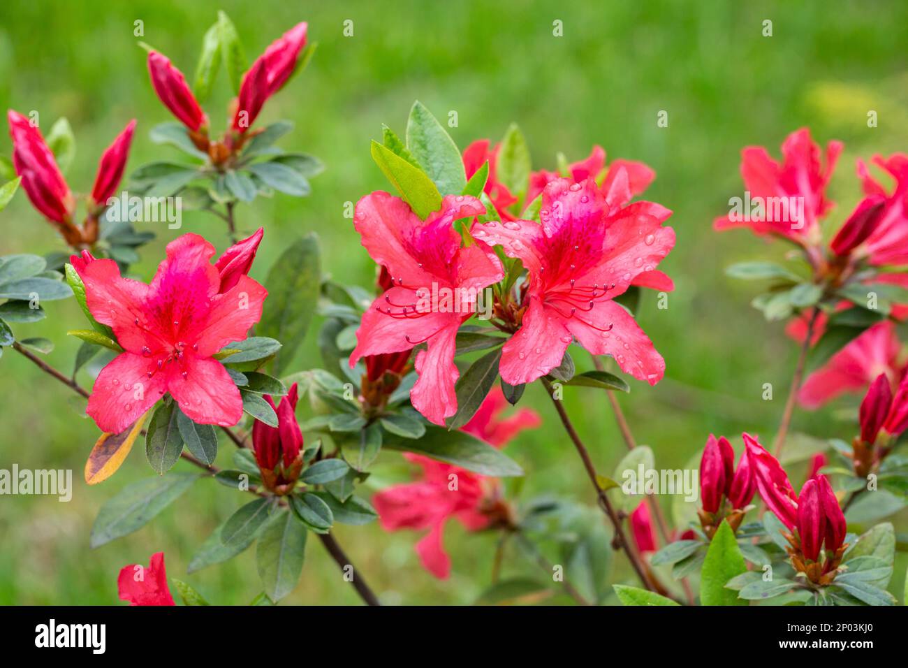 Romany chai group hi-res stock photography and images - Alamy